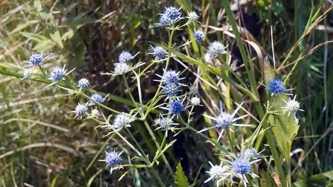 Chahta Plant Knowledge - A 21st Century Experiment - Choctaw Nation of ...