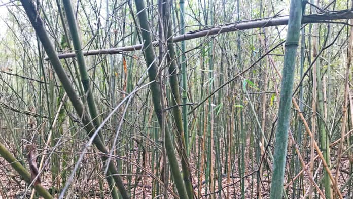 Traditional Basketry - Choctaw Nation of Oklahoma