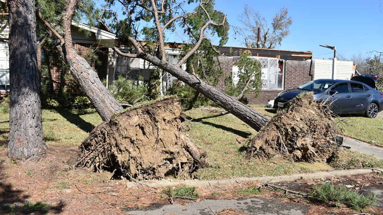 Tornado Tree Damage