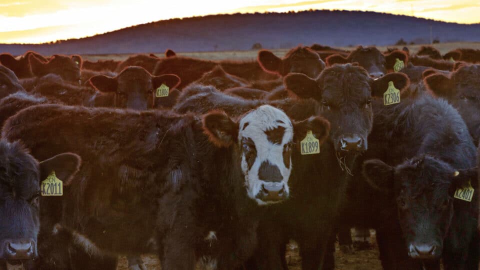 Choctaw Beef and Pecans - Choctaw Nation of Oklahoma