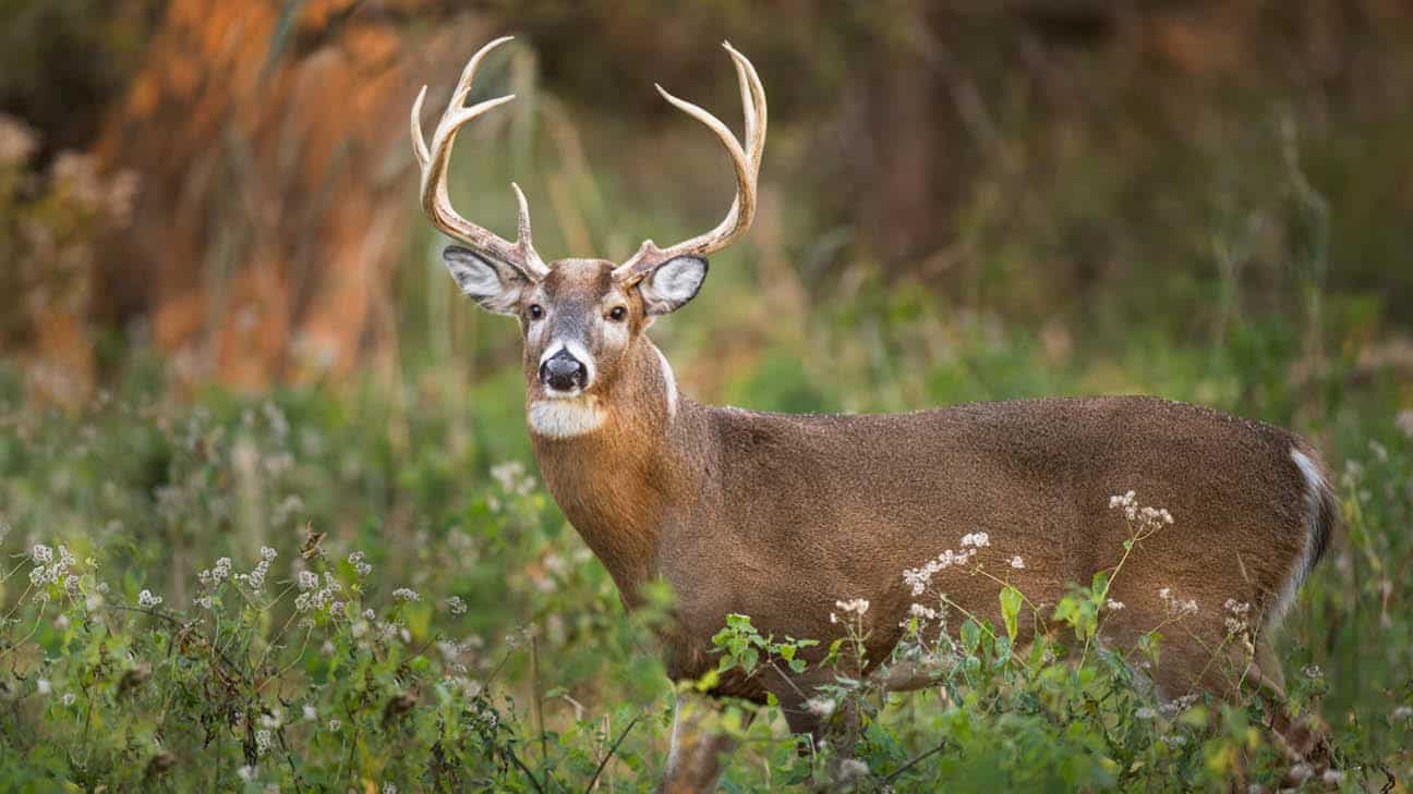 Choctaw Nation Wildlife Conservation Releases Annual Big Game Report ...